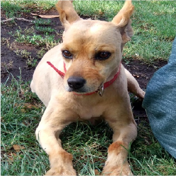 Chipper – Ilustre Municipalidad de Santiago