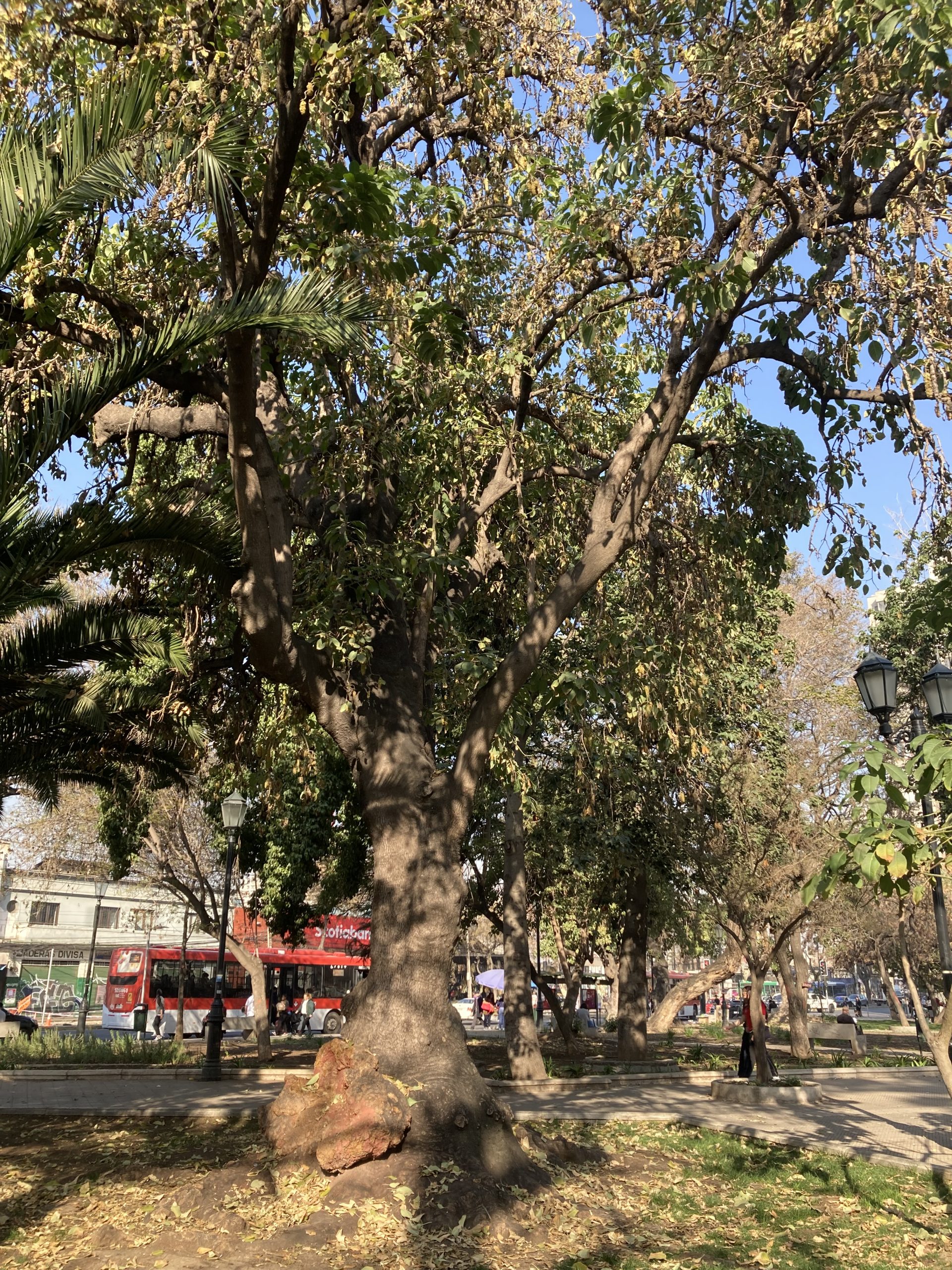 Ombú – Ilustre Municipalidad de Santiago