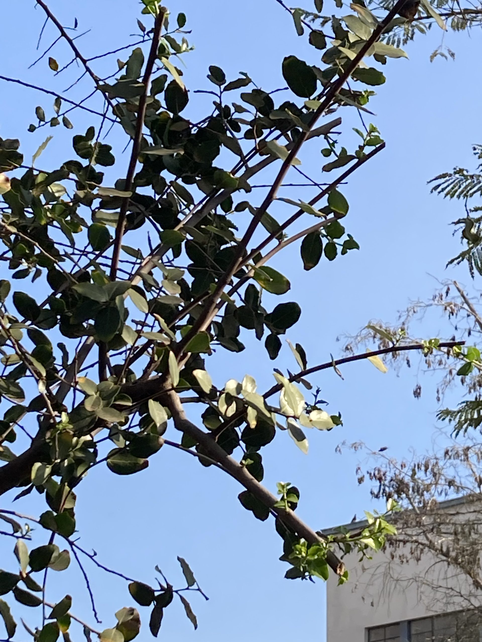 Quillay (Quillaja Saponaria) – Ilustre Municipalidad de Santiago