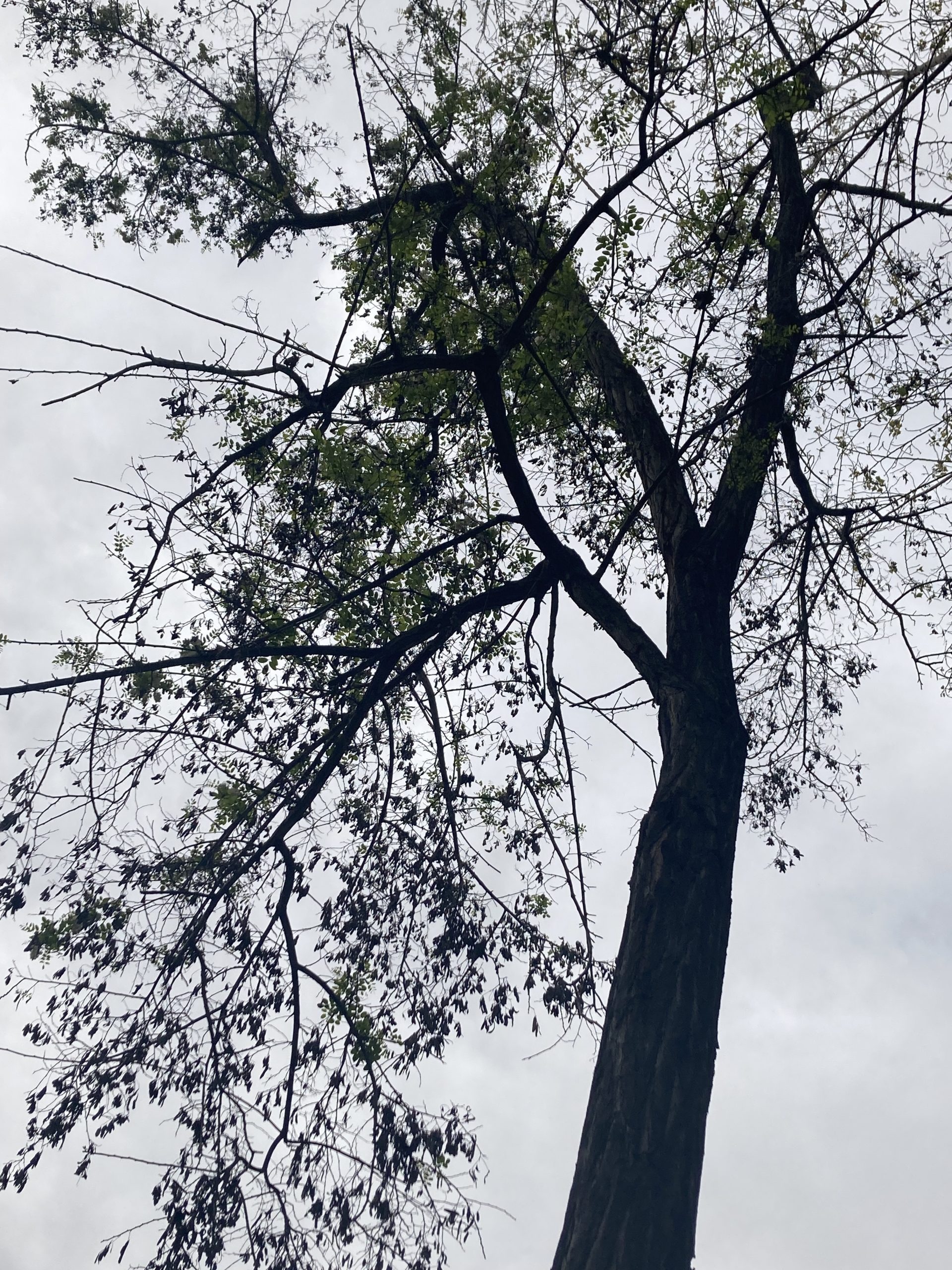 Acacio – Ilustre Municipalidad de Santiago