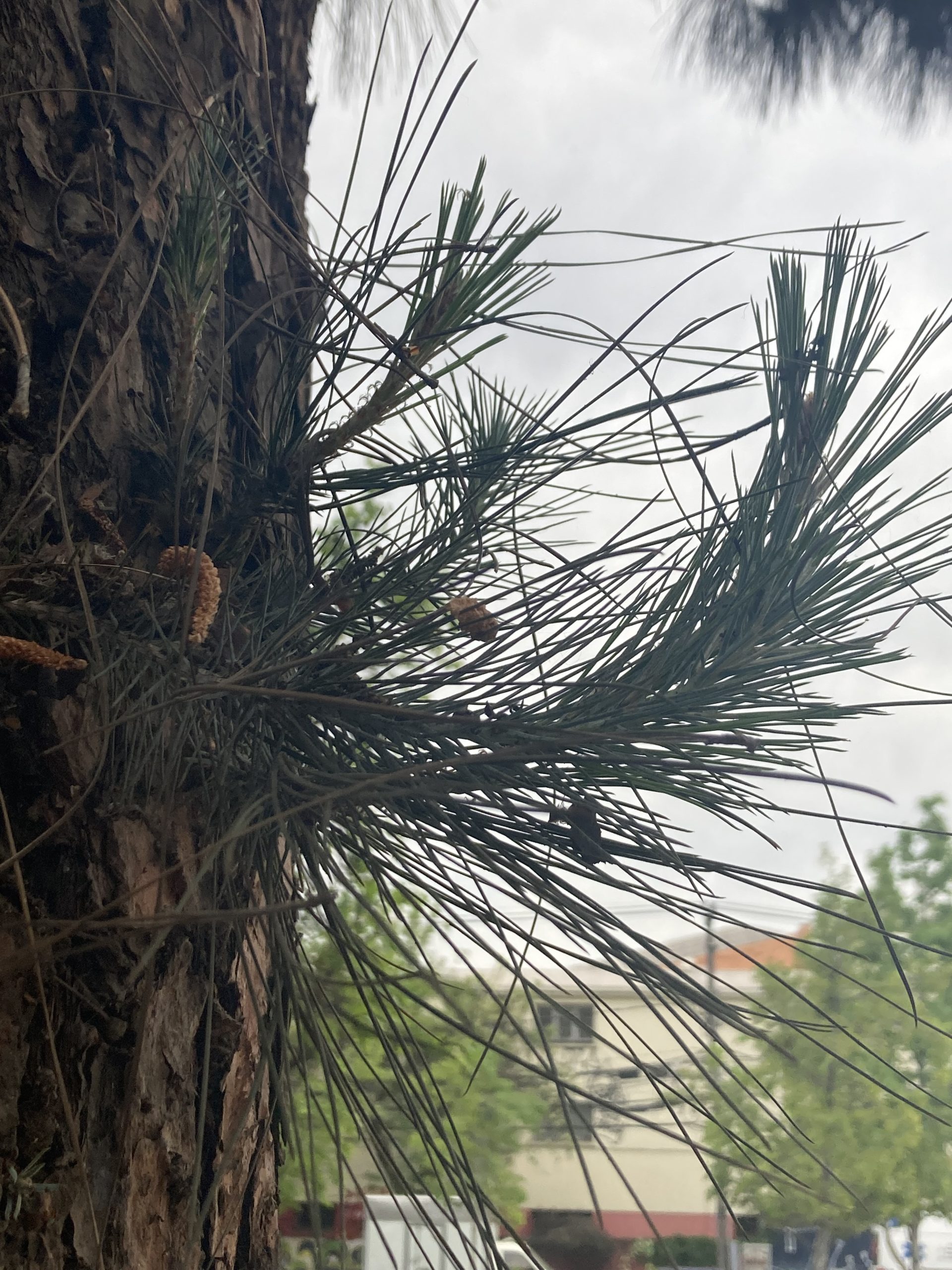 Pino Insigne – Ilustre Municipalidad de Santiago